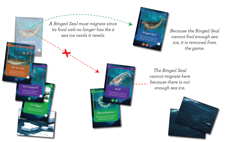 EcoChains: Arctic Life – A food web card game